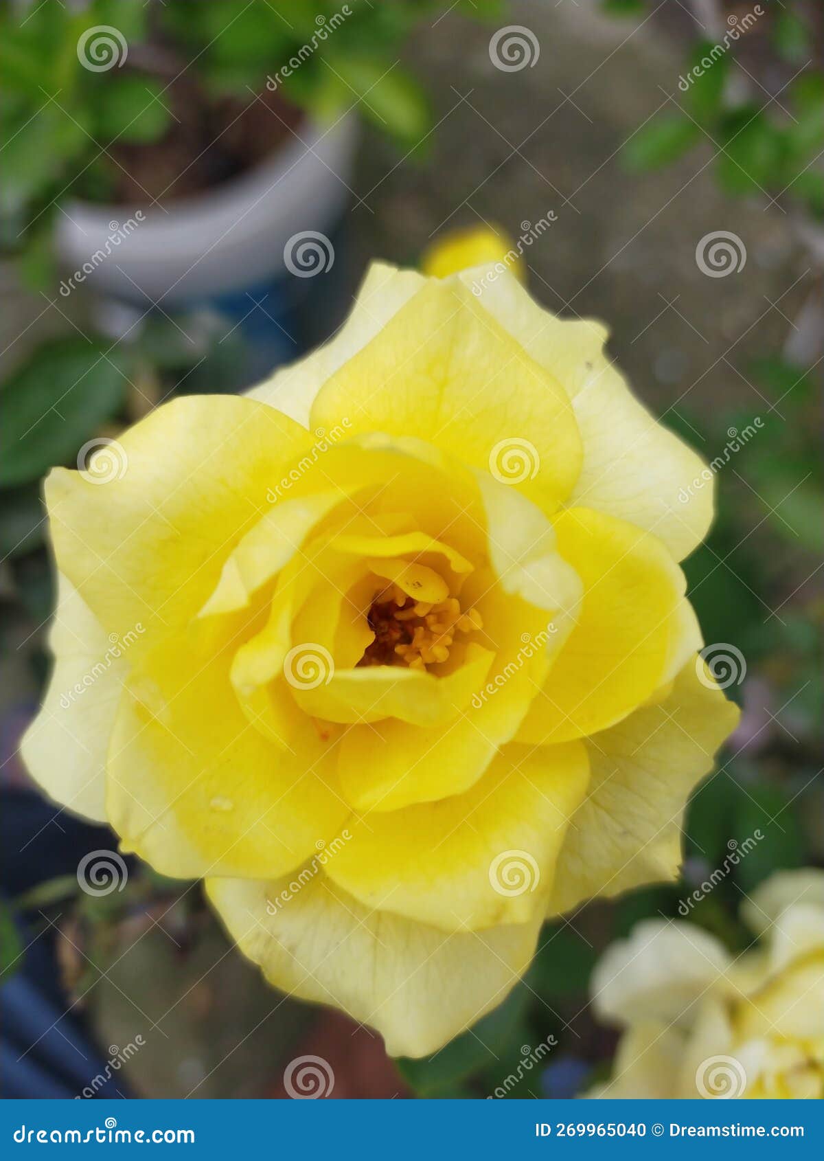 Beautiful Yellow rose stock photo. Image of peony, blossom - 269965040