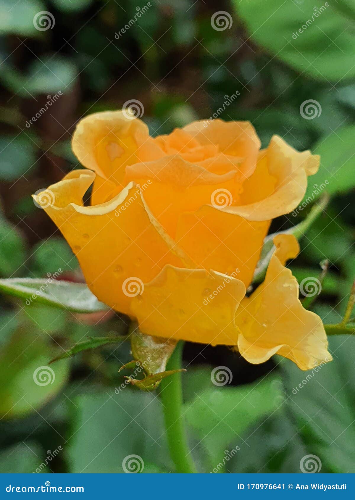 A Beautiful Yellow Rose Bud Stock Image - Image of natural, beautiful ...
