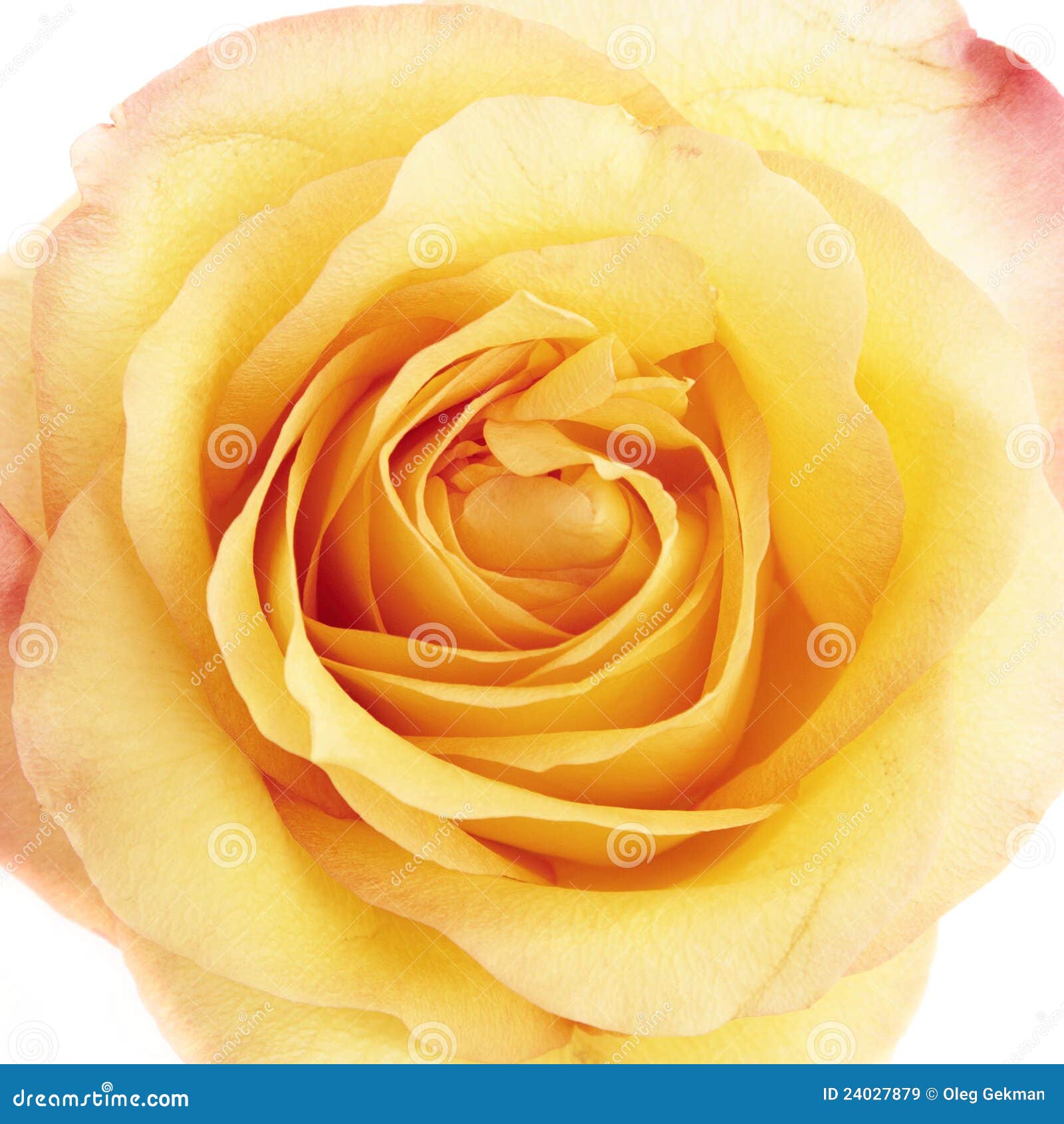 Beautiful Yellow Rose Close-up Stock Image - Image of delicate, ripe ...
