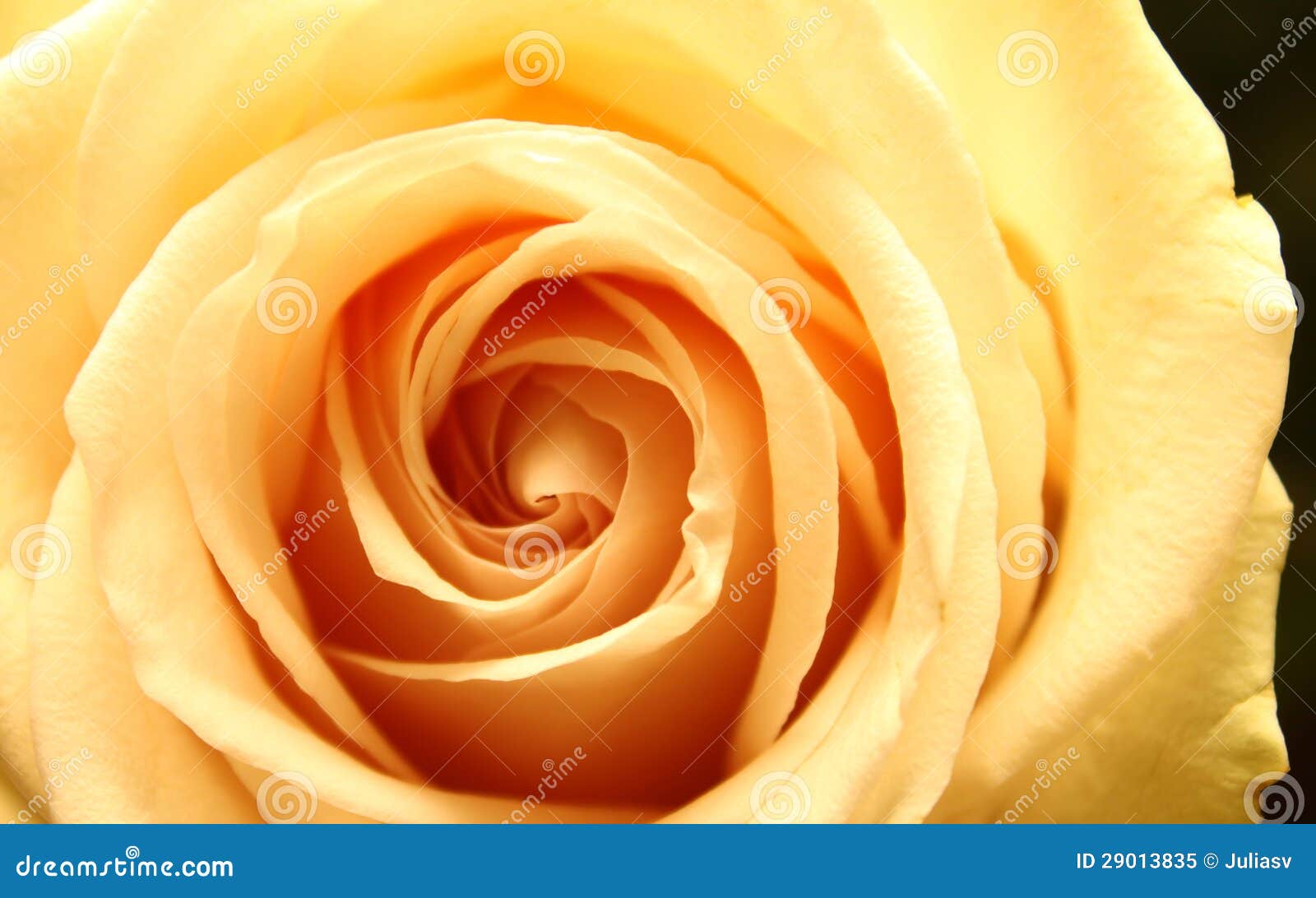 Beautiful Yellow Rose Close-up Stock Image - Image of rose, nature ...