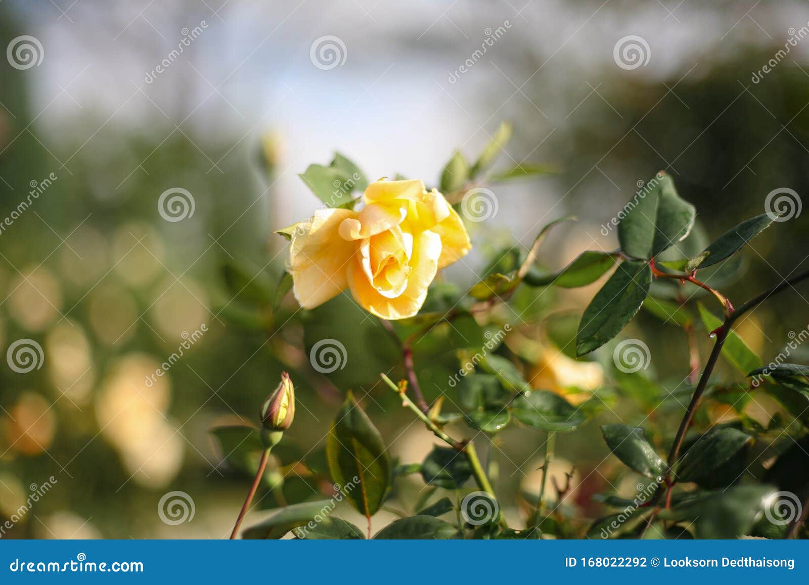 Yellow rose in the garden stock photo. Image of beautiful - 168022292