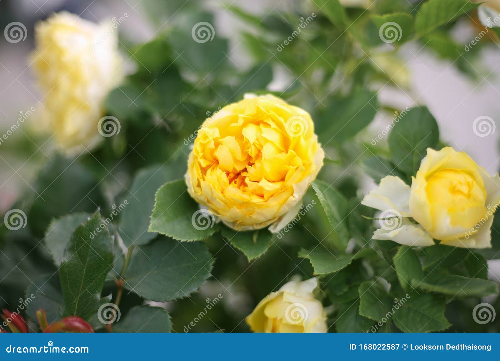 Yellow rose in the garden stock image. Image of card - 168022587