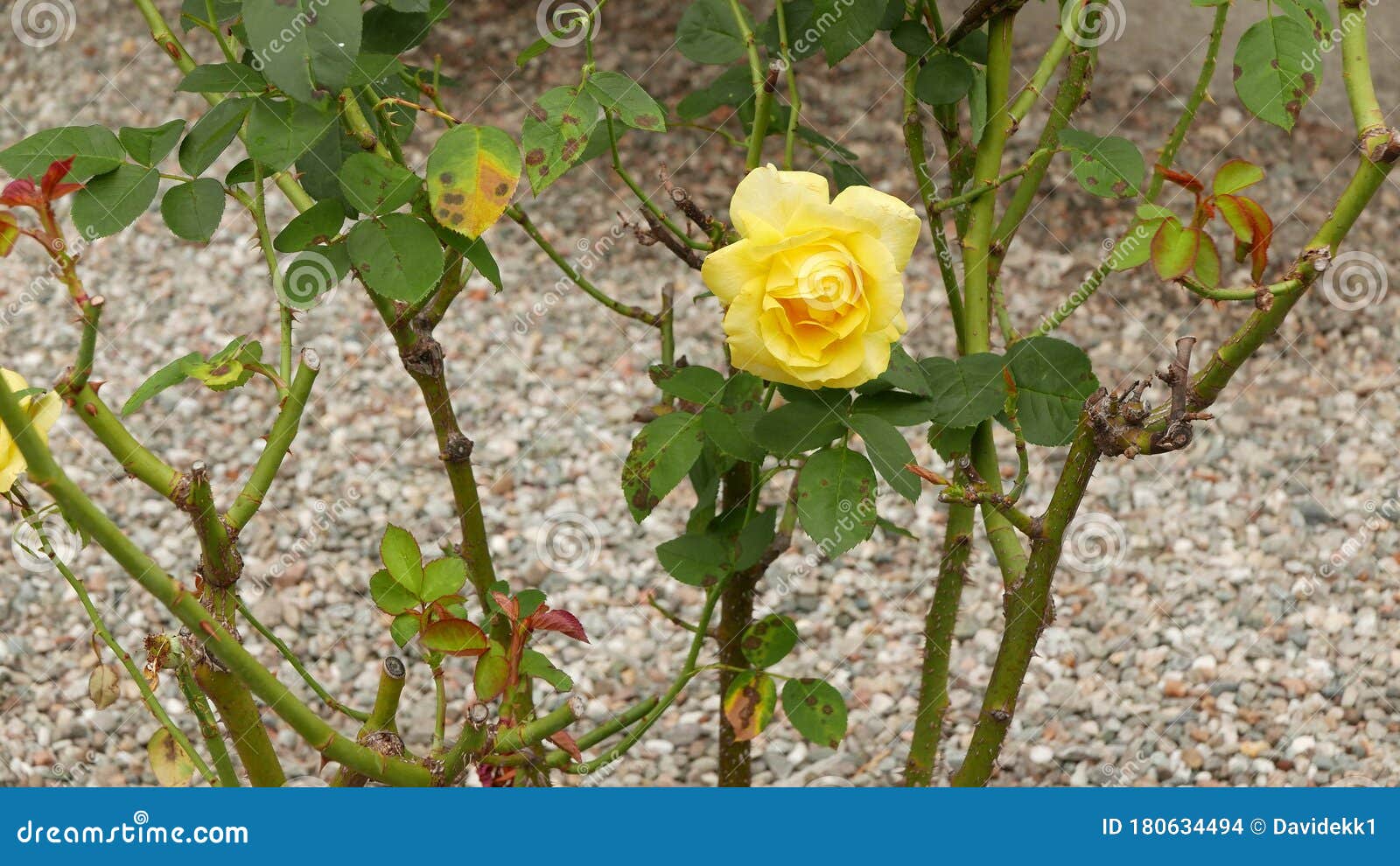 Beautiful Yellow Rose in the Garden Stock Photo - Image of close, color ...