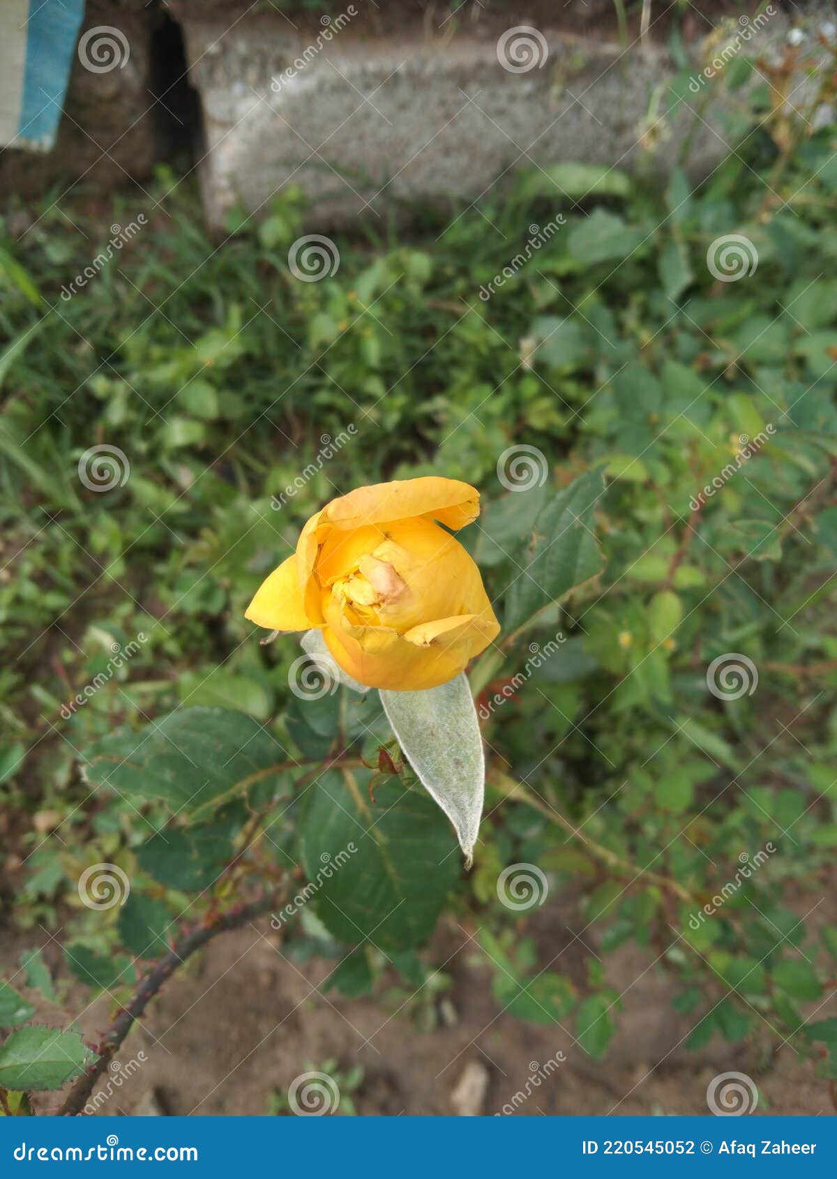 Beautiful Yellow Rose in Garden. Stock Photo - Image of yellow, botany ...