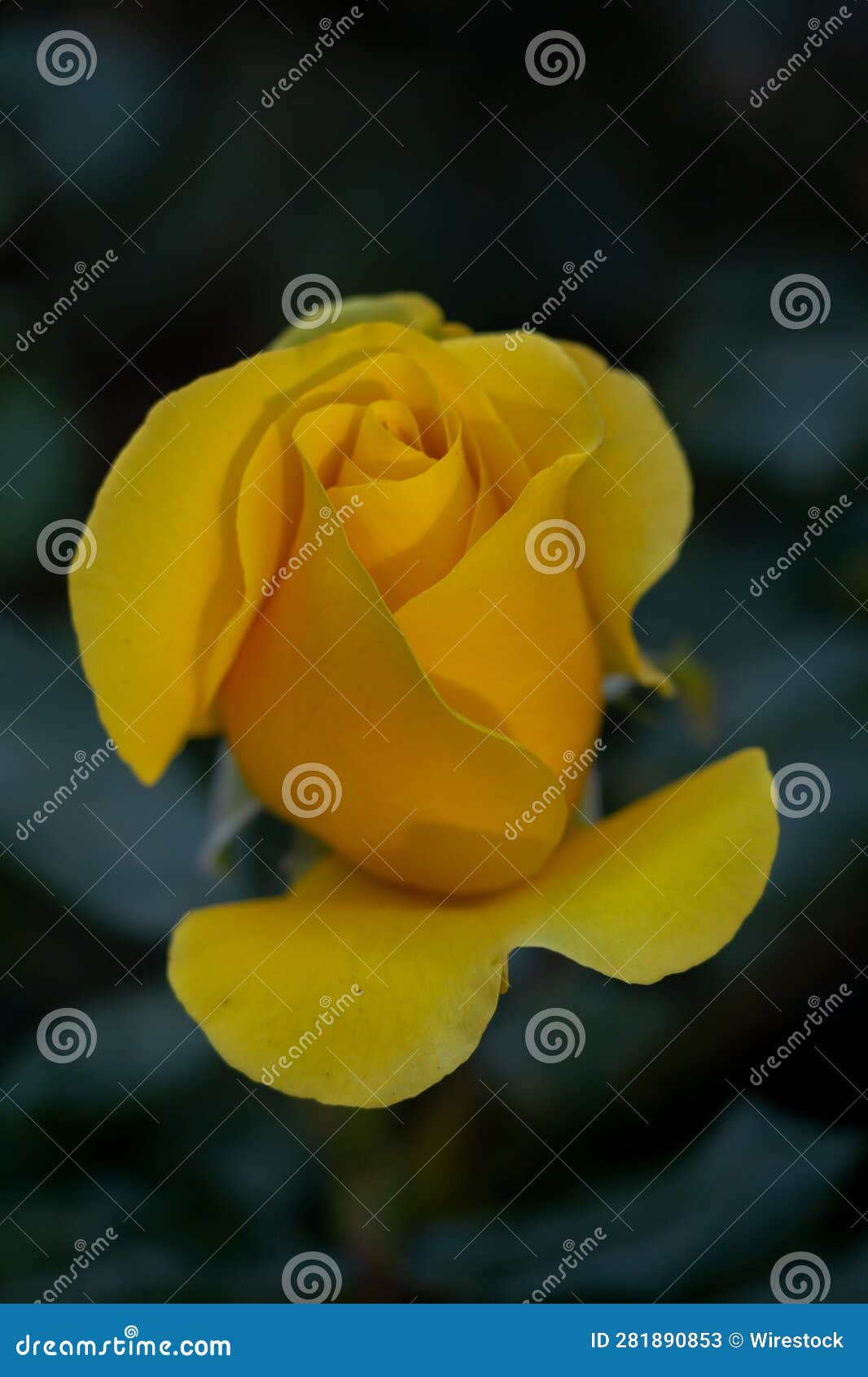 Beautiful Yellow Rose in the Garden Stock Image - Image of environment ...