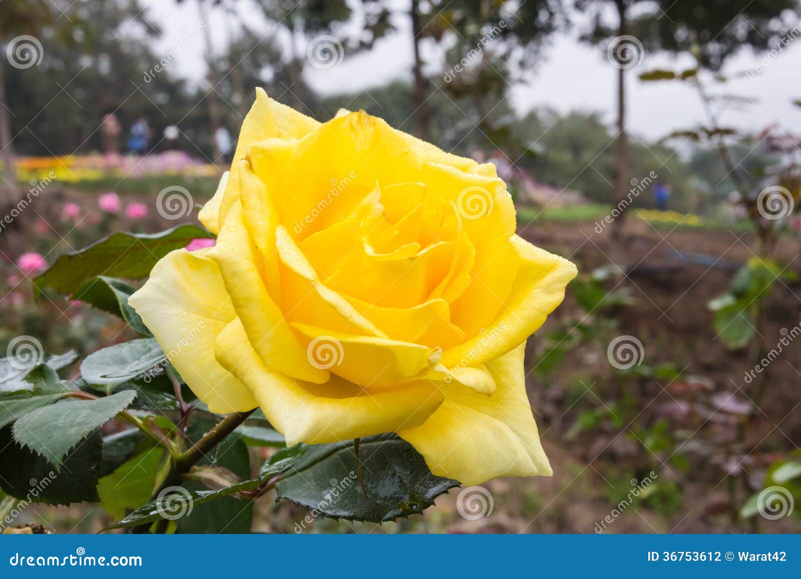 Beautiful yellow rose stock photo. Image of nature, bloom - 36753612