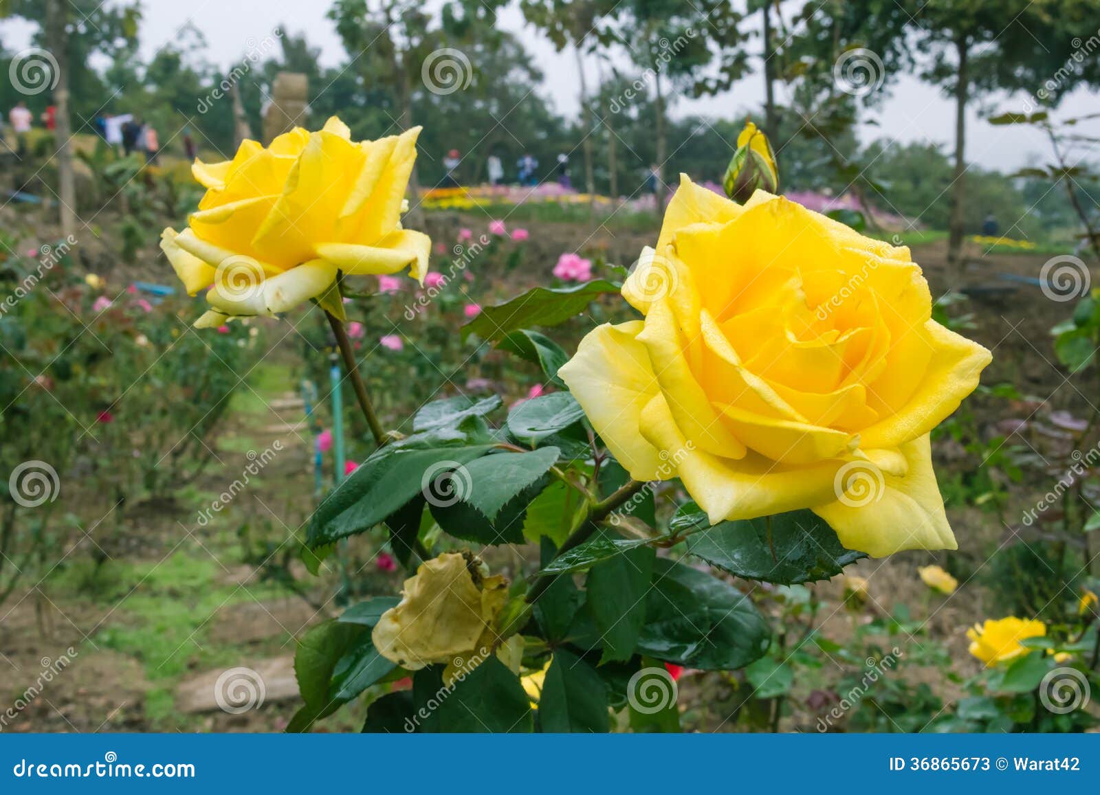 Beautiful yellow rose stock image. Image of rose, floral - 36865673