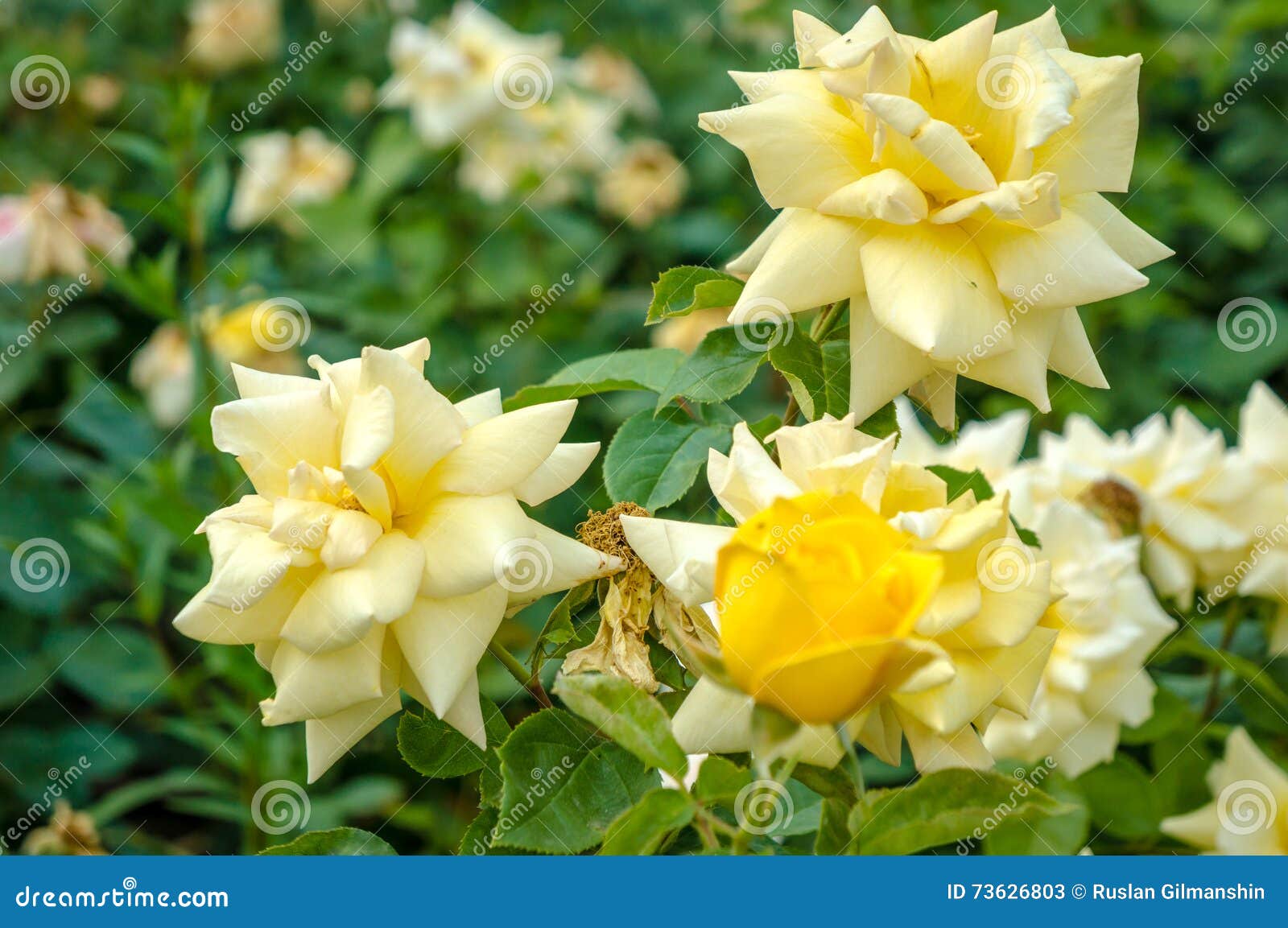 Beautiful Yellow Rose in a Garden Stock Image - Image of multiplied ...