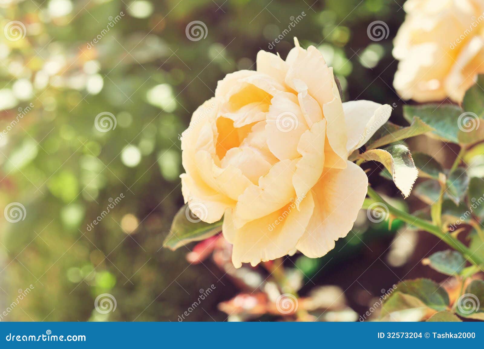Beautiful yellow rose stock photo. Image of flora, gardening - 32573204