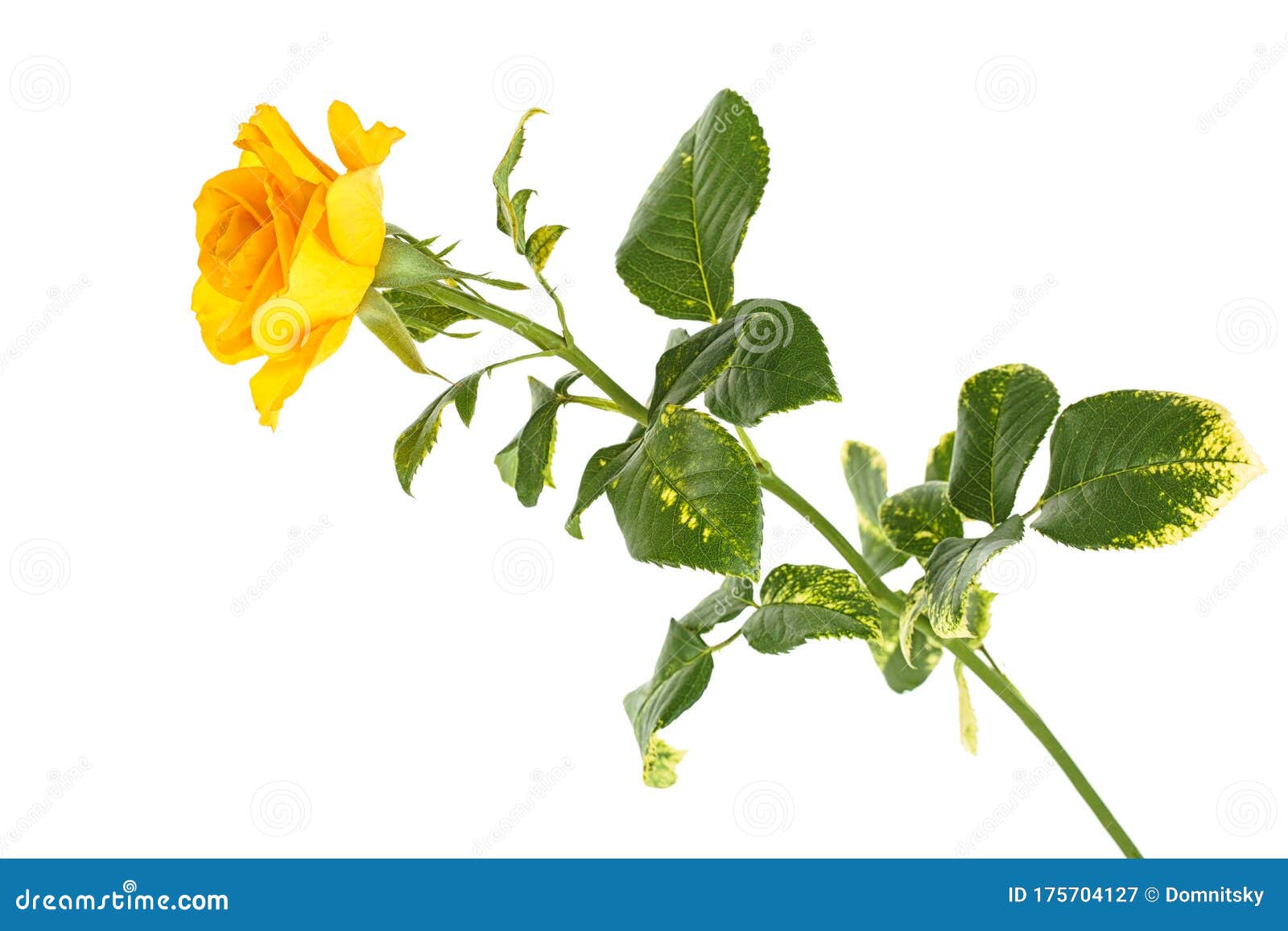 Beautiful Yellow Rose Isolated on White Background Stock Image - Image ...