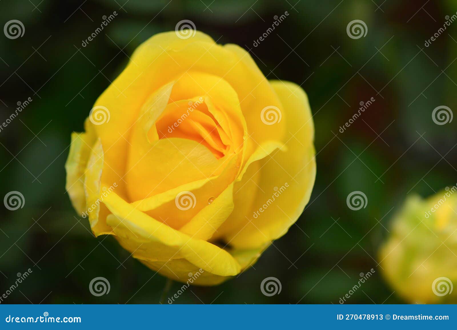A Beautiful Yellow Rose after the Rain Stock Image - Image of blooming ...