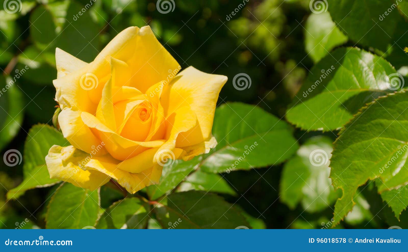 Beautiful Yellow Rose in Sunny Weather Stock Photo - Image of summer ...