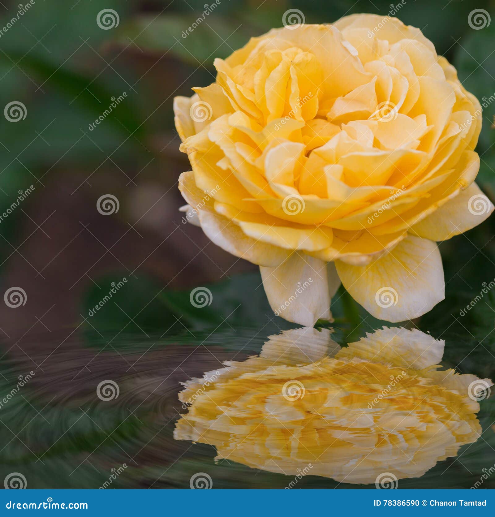 Beautiful Yellow Rose with Water Reflection Stock Photo - Image of ...