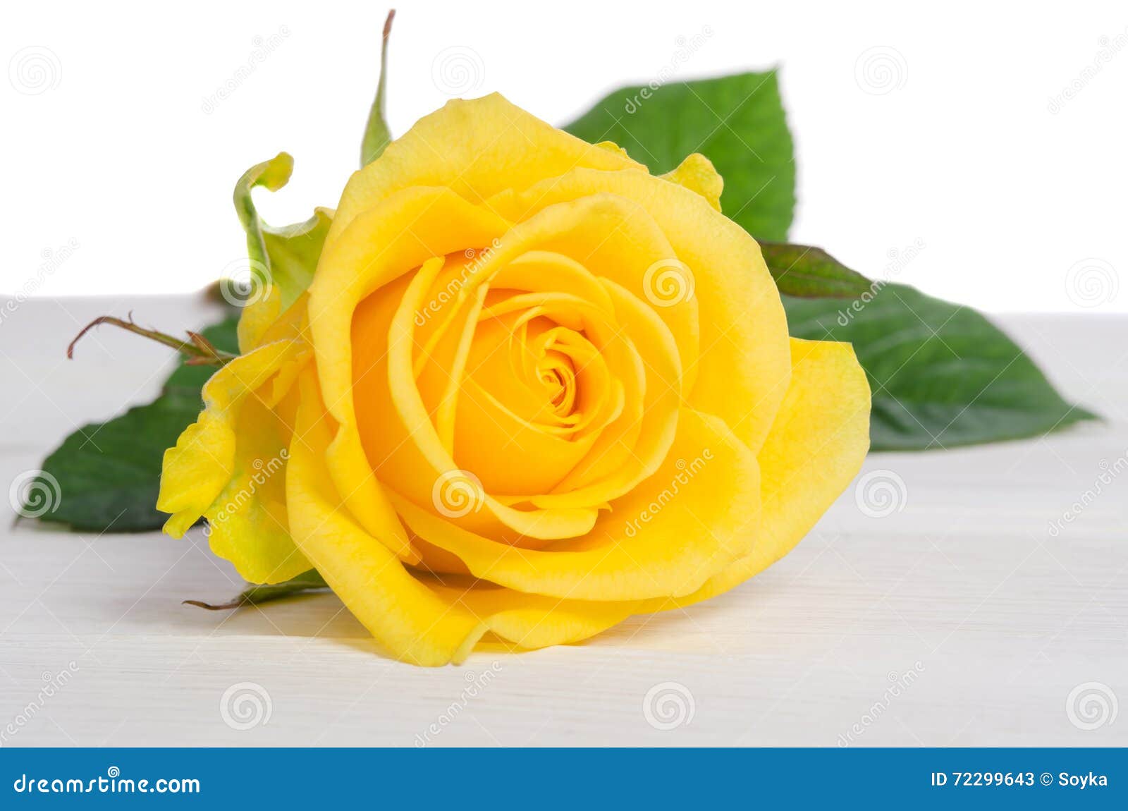 Beautiful yellow rose stock image. Image of decorate - 72299643