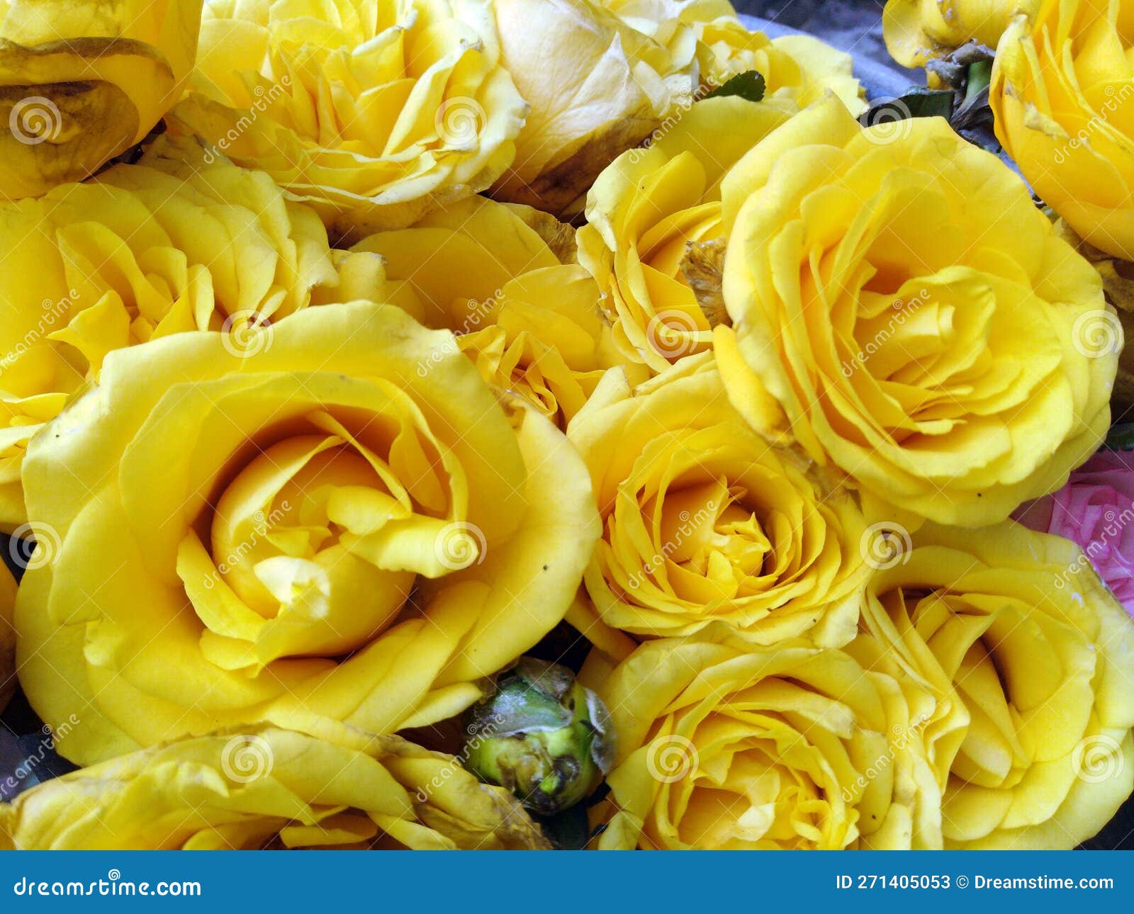 Beautiful Yellow Roses As a Background Image. Stock Image - Image of ...
