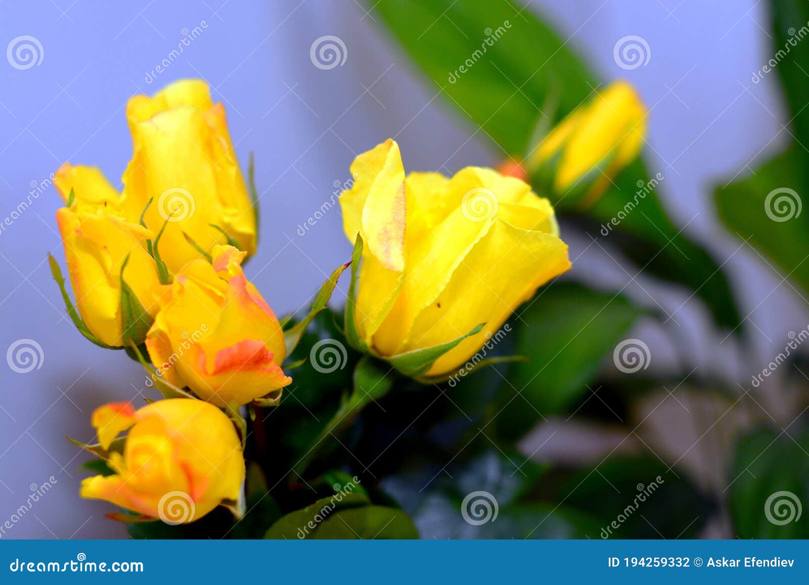 Beautiful Yellow Roses on a Blue Background Stock Photo - Image of blue ...
