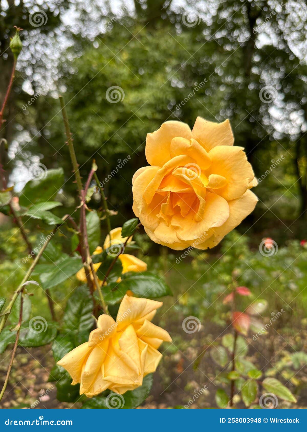 Beautiful Yellow Roses in the Garden. Stock Photo - Image of flower ...