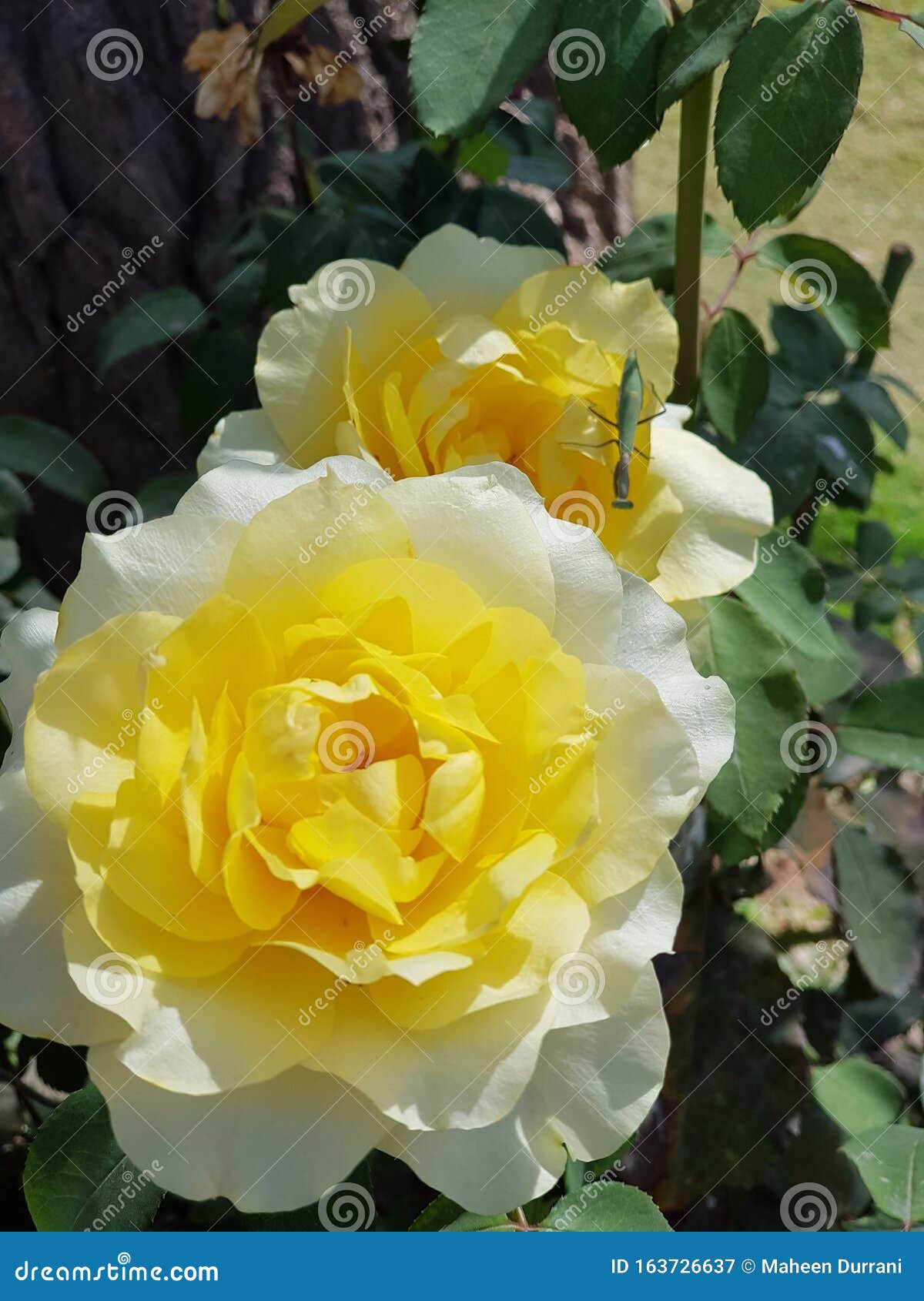 Beautiful Yellow Roses with Green Leaves Stock Image - Image of green ...