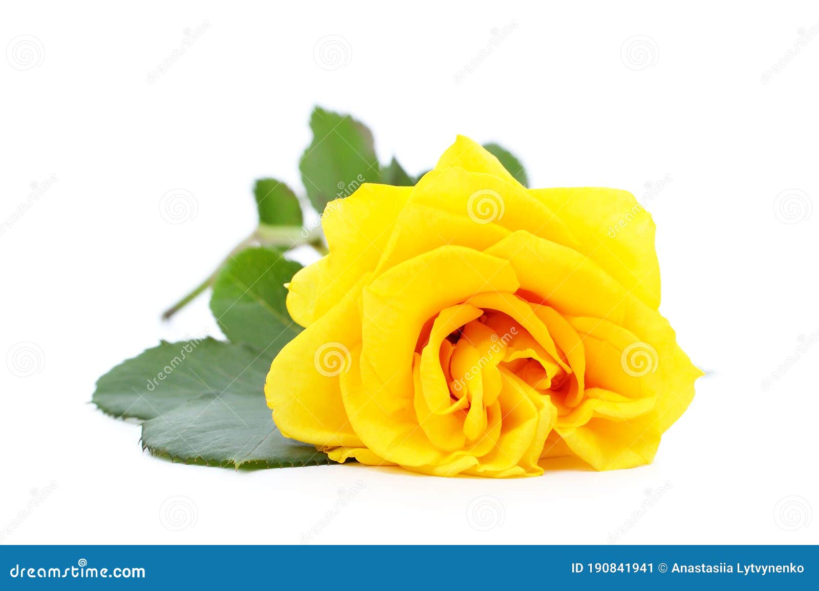 Beautiful yellow roses stock image. Image of summer - 190841941