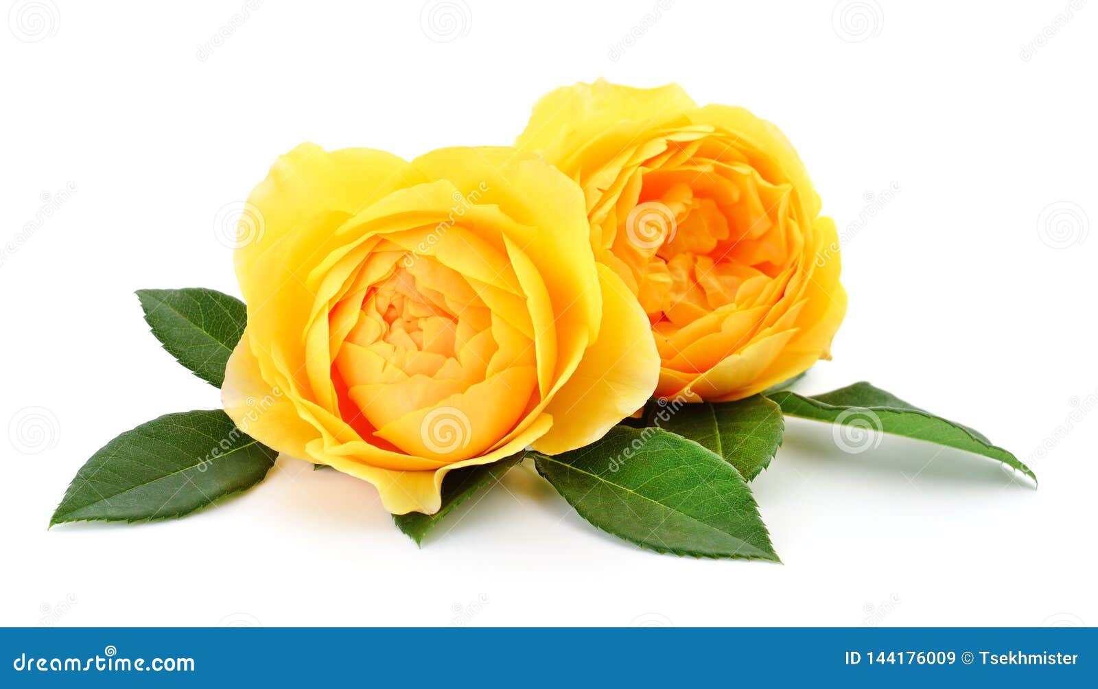Yellow Roses On A Background Of A Street With Trees And Sky. Sun Stock ...