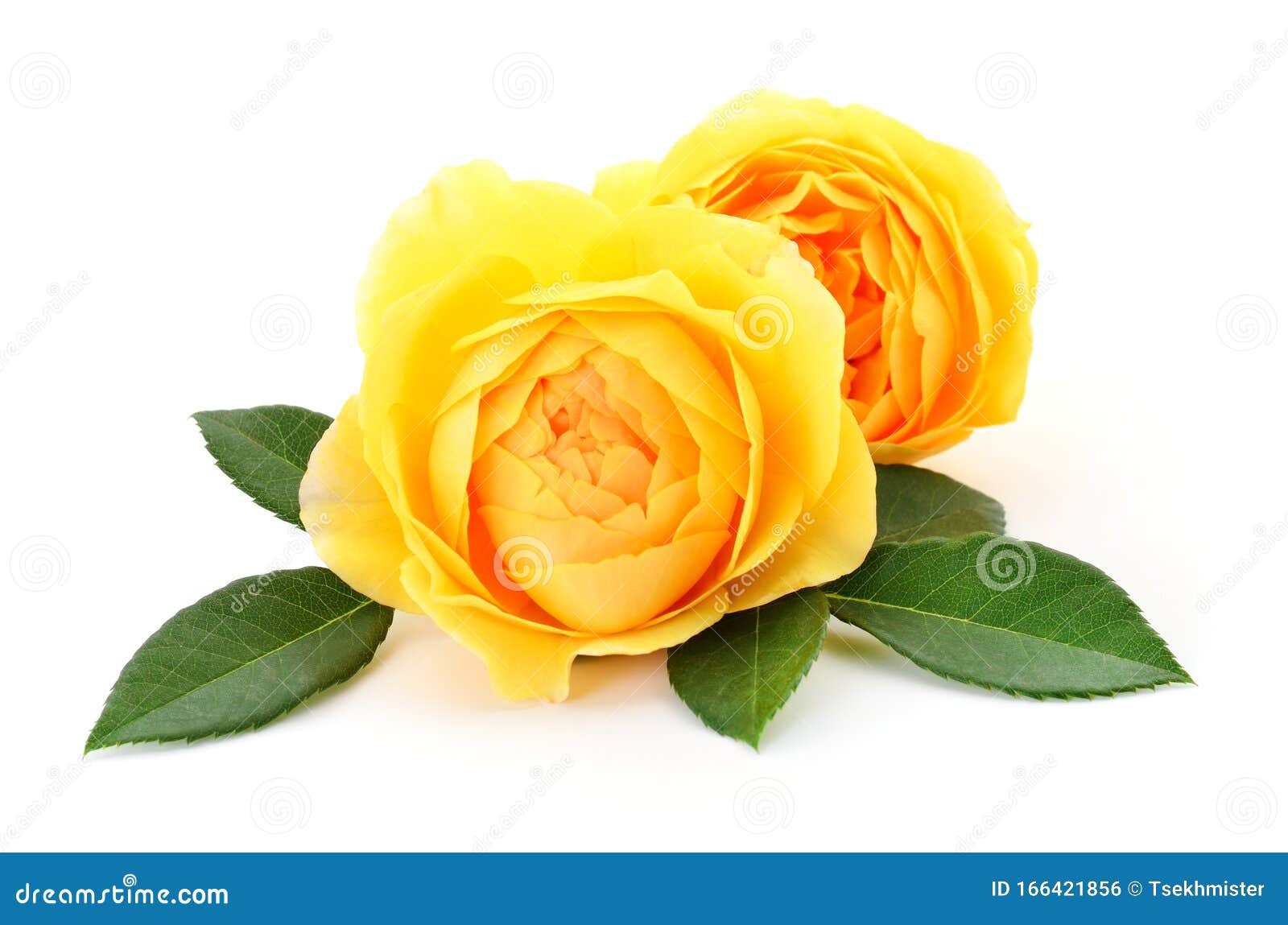 Beautiful yellow roses stock photo. Image of bouquet - 166421856