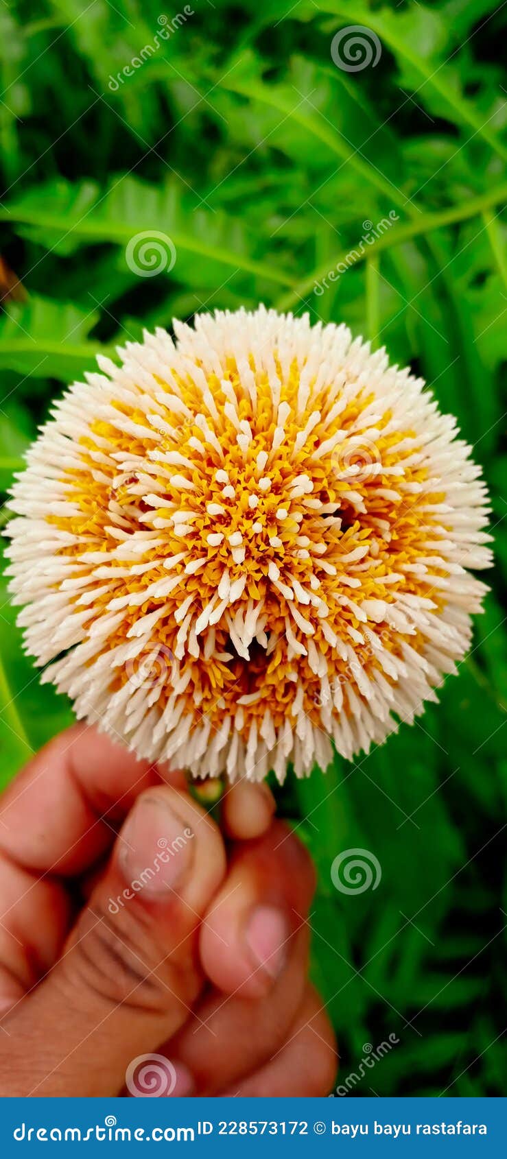 Beautiful Yellow Round Flower Sumatra Stock Photo - Image of yellow ...