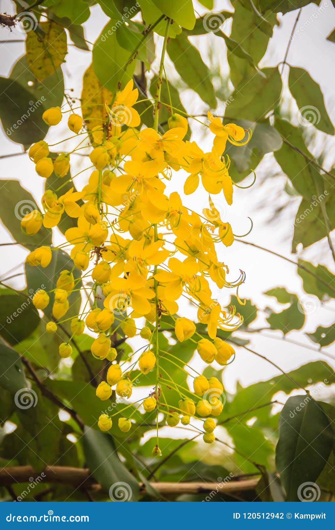 Beautiful Yellow Shower Flower Cassia Fistula On Tree Cassia Fistula