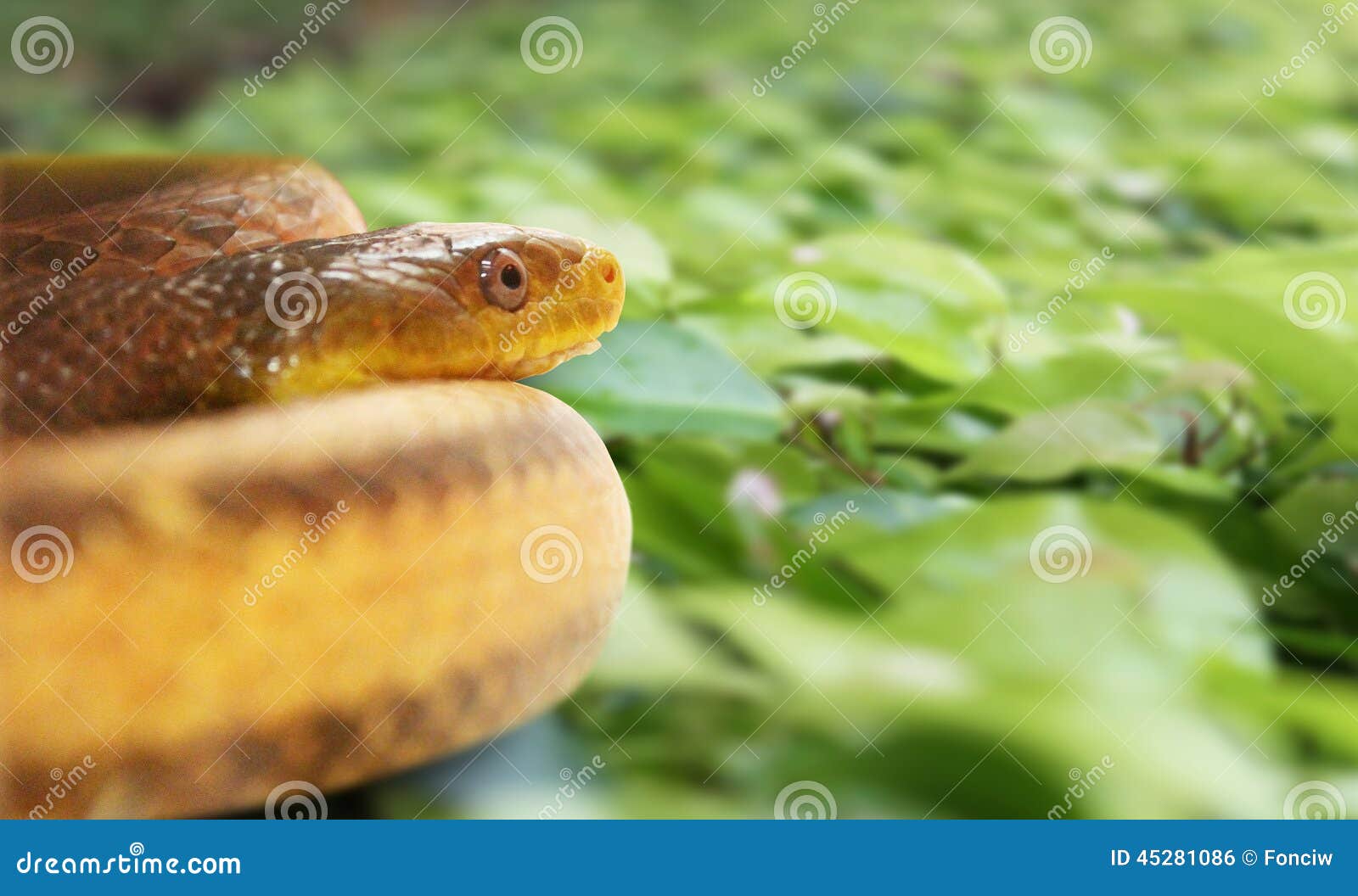Beautiful yellow snake stock photo. Image of blooded - 45281086