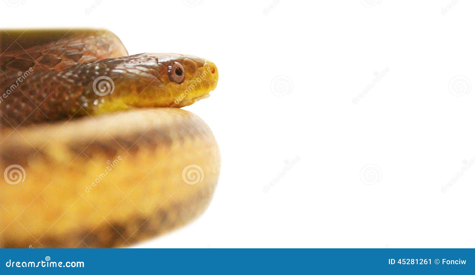Beautiful yellow snake stock image. Image of court, brautiful - 45281261