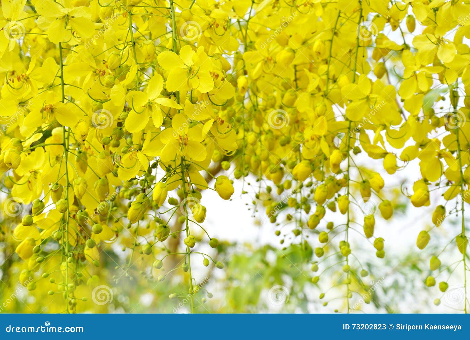 Beautiful Yellow Spring Flower Stock Image - Image of colorful, bunch ...