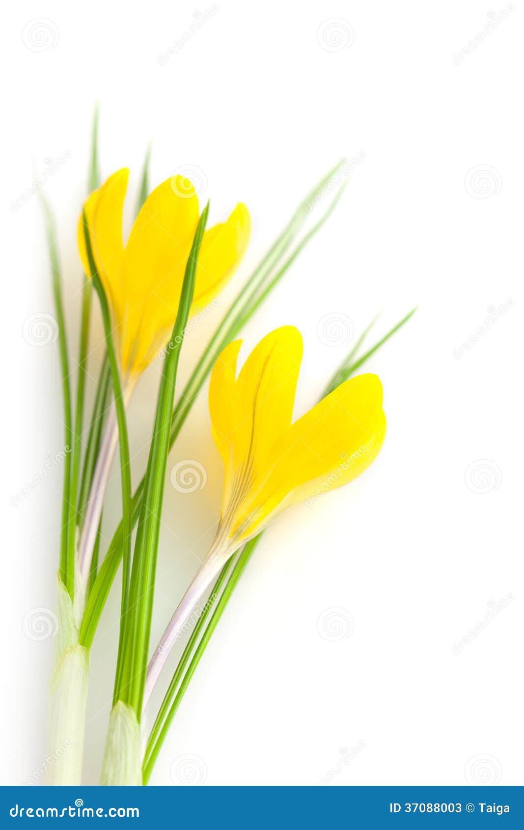 Beautiful Yellow Spring Flowers Isolated / Crocus Stock Image - Image ...
