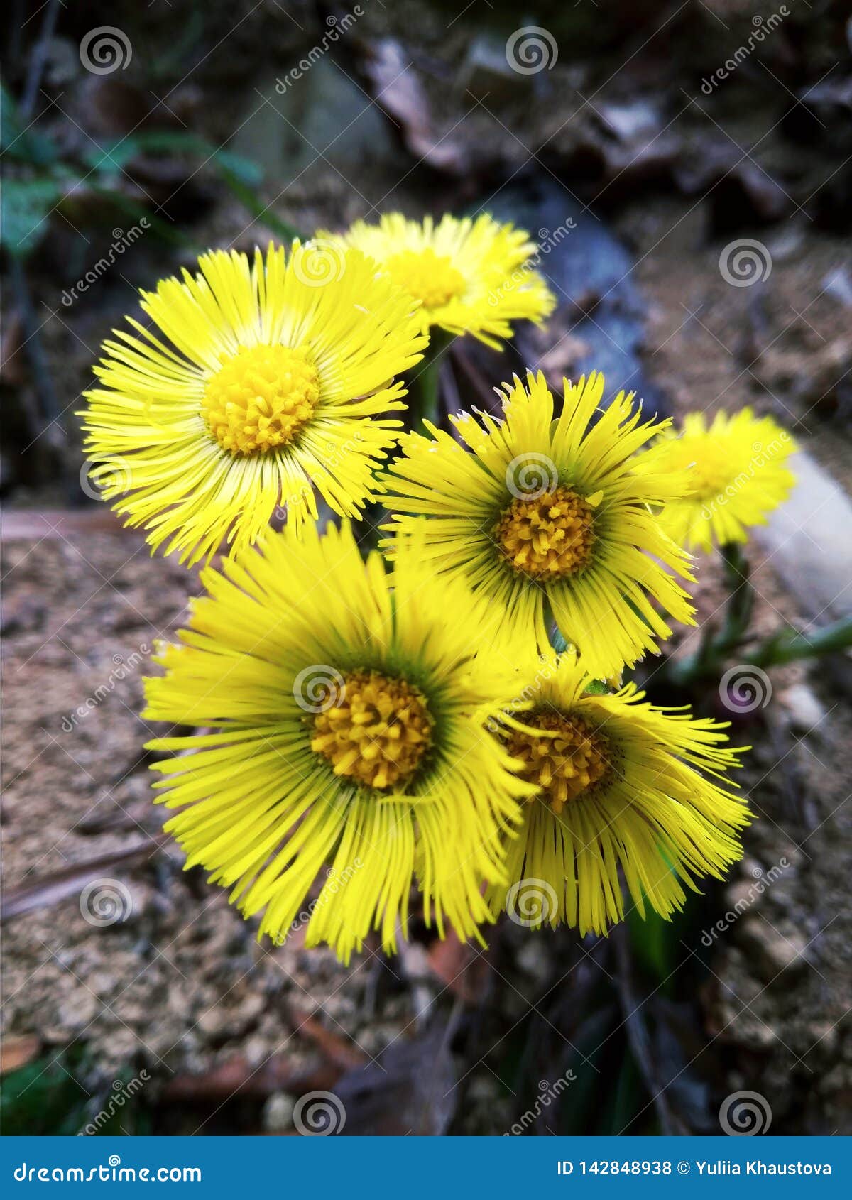 Beautiful Yellow Spring Wild Flower in the Forest Close Up Stock Photo ...