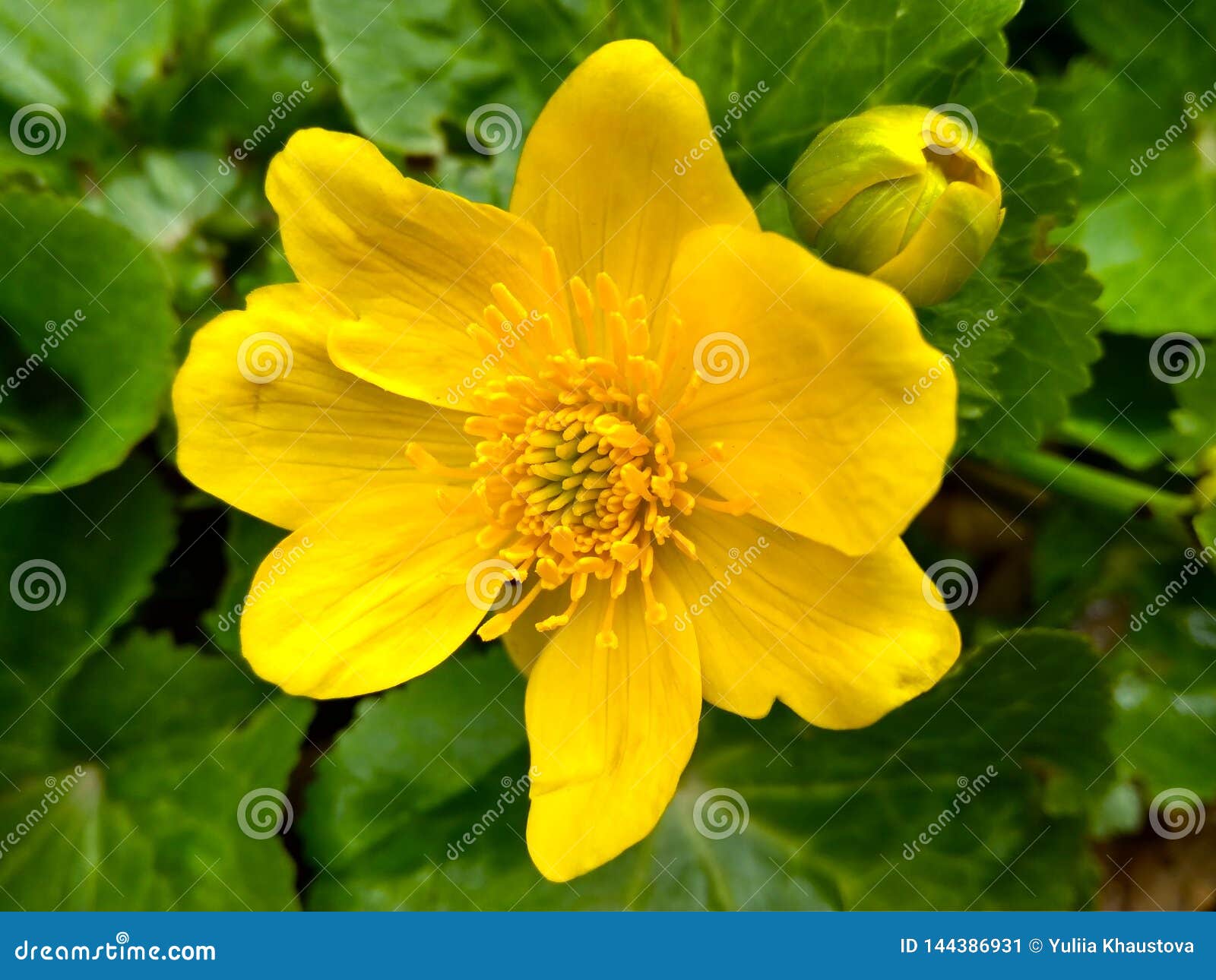 Beautiful Yellow Spring Wild Flower in the Forest Close Up Stock Image ...
