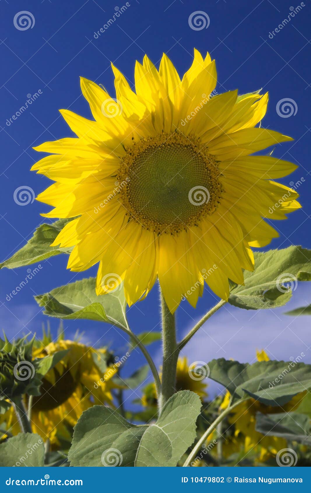 Beautiful yellow sunflower stock photo. Image of gardening - 10479802
