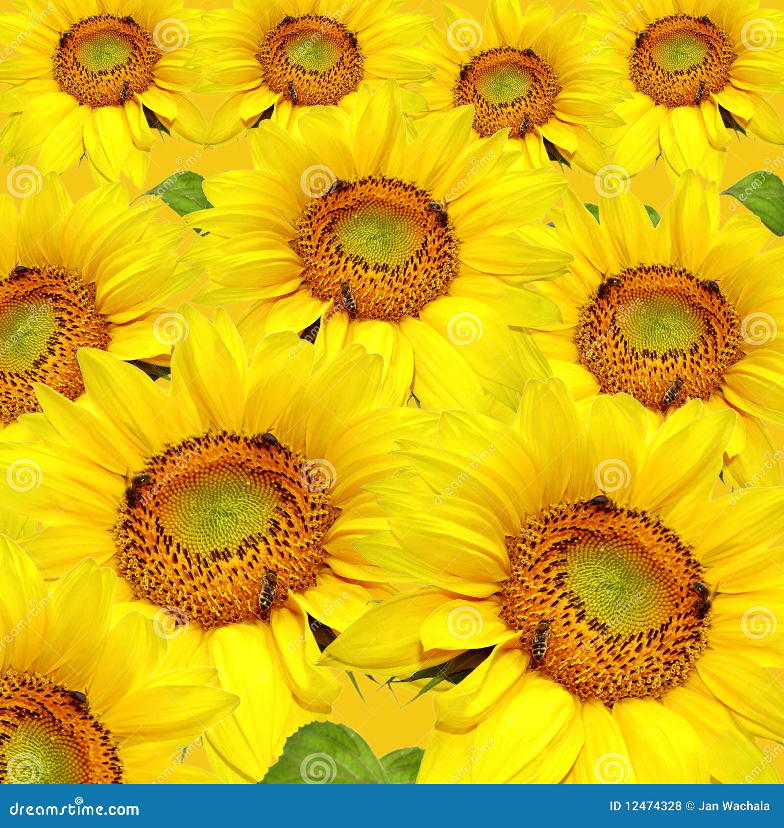 Beautiful yellow Sunflower stock photo. Image of colors - 12474328