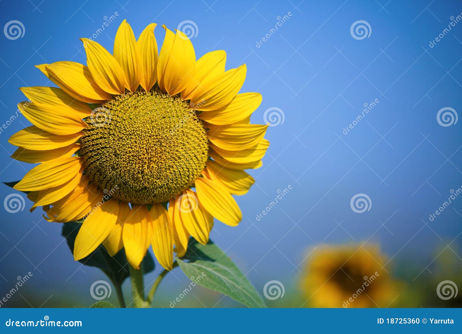 Beautiful yellow sunflower stock photo. Image of countryside - 18725360