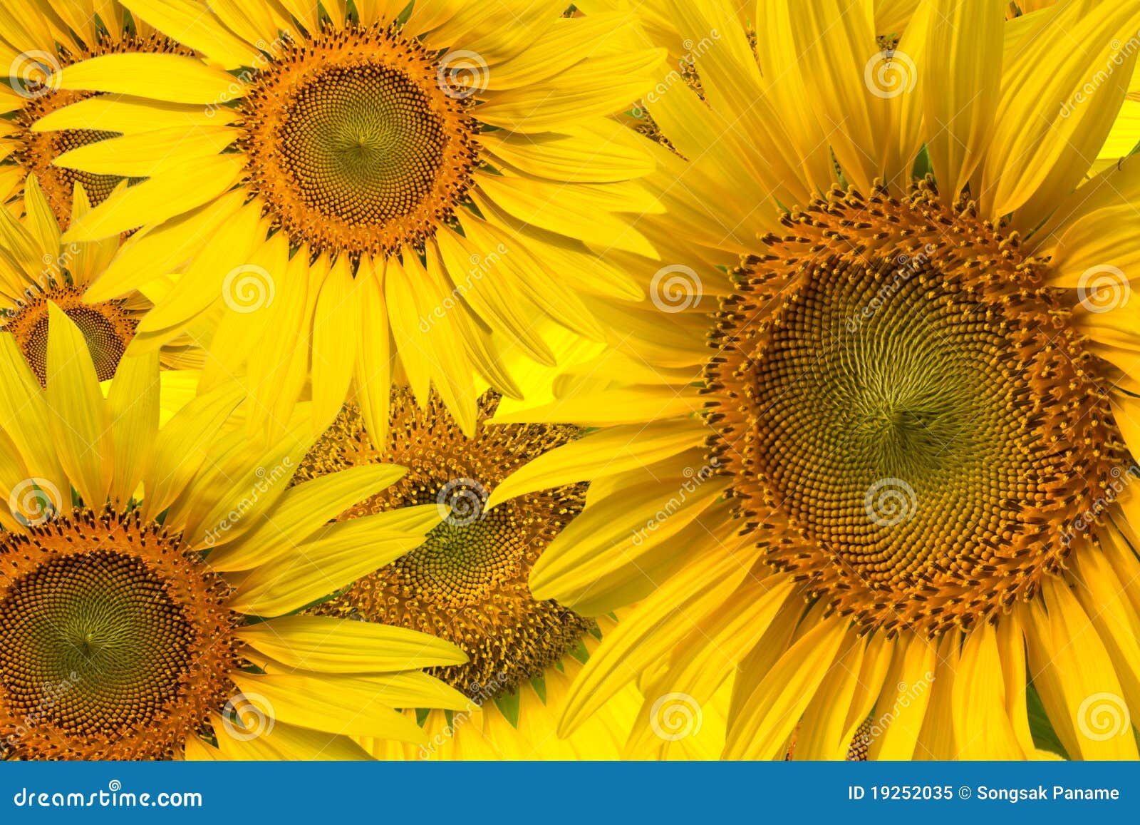 Beautiful yellow Sunflower stock image. Image of colors - 19252035
