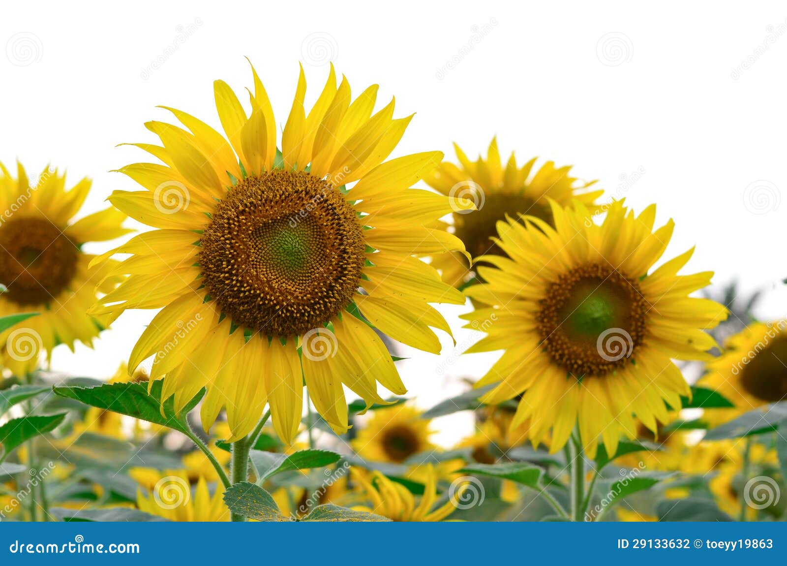 Beautiful yellow sunflower stock photo. Image of green - 29133632