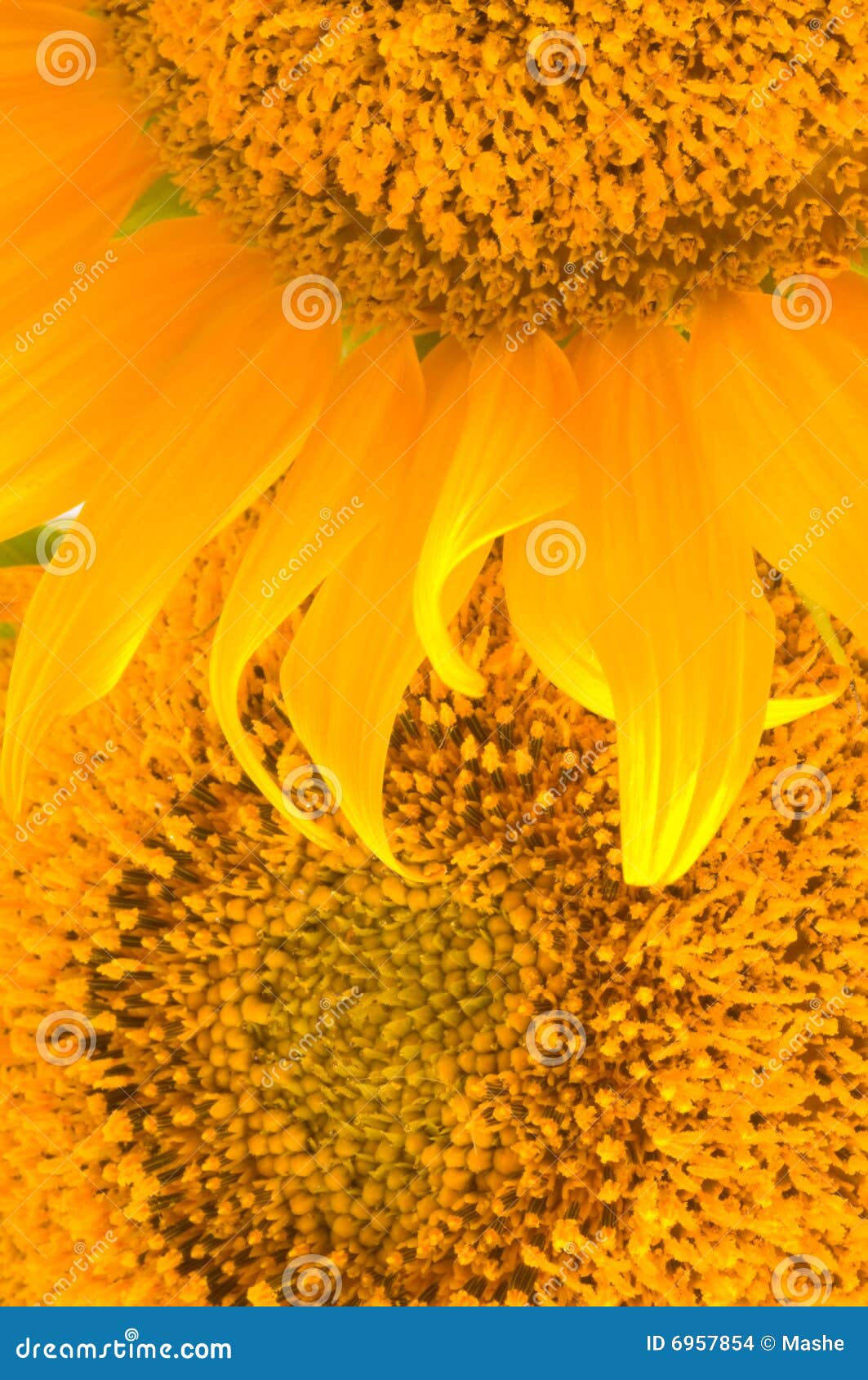 Beautiful yellow Sunflower stock photo. Image of plants - 6957854