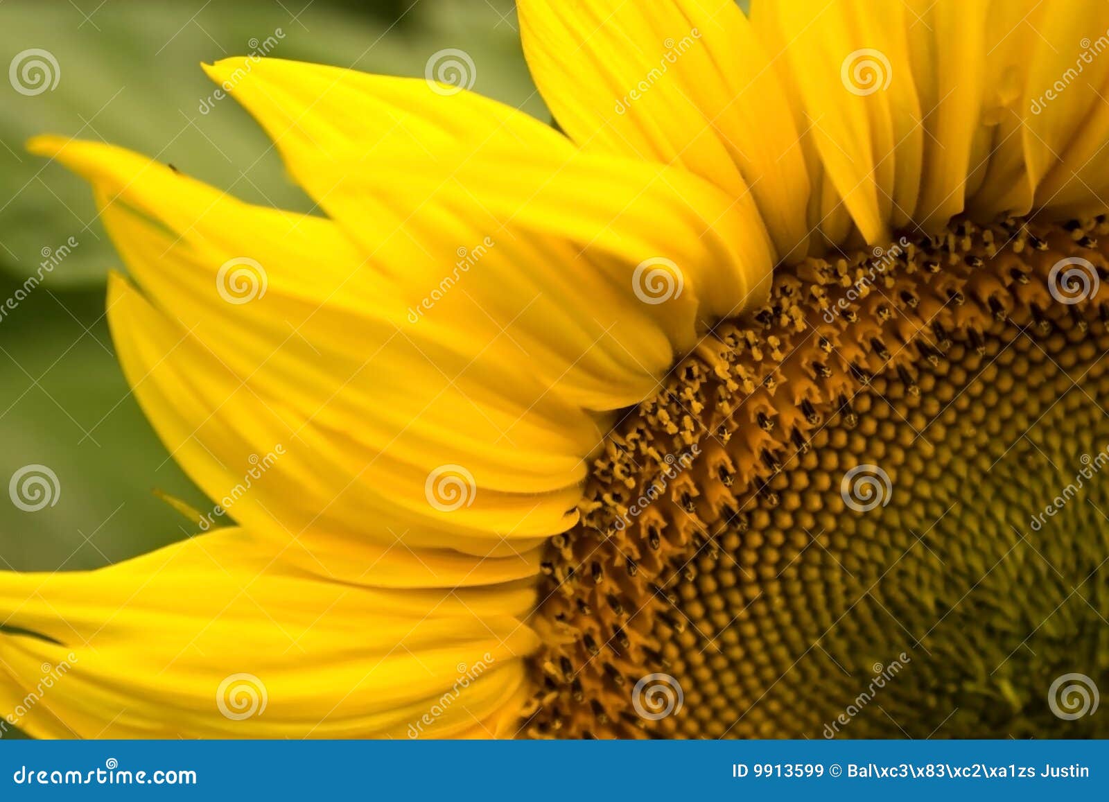 Beautiful, Yellow Sunflower Stock Image - Image of botany, farm: 9913599