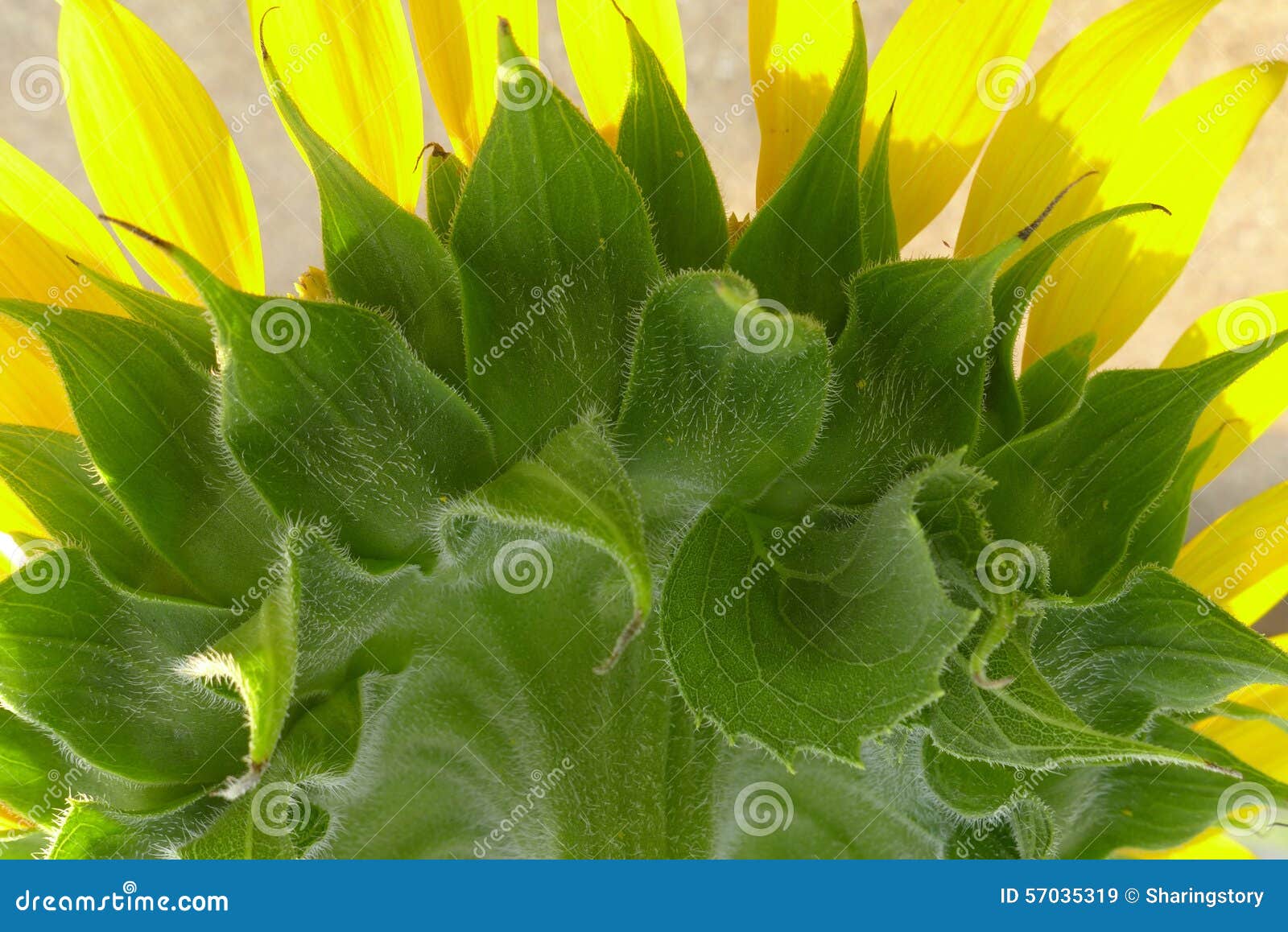 Beautiful yellow Sunflower stock image. Image of happy - 57035319