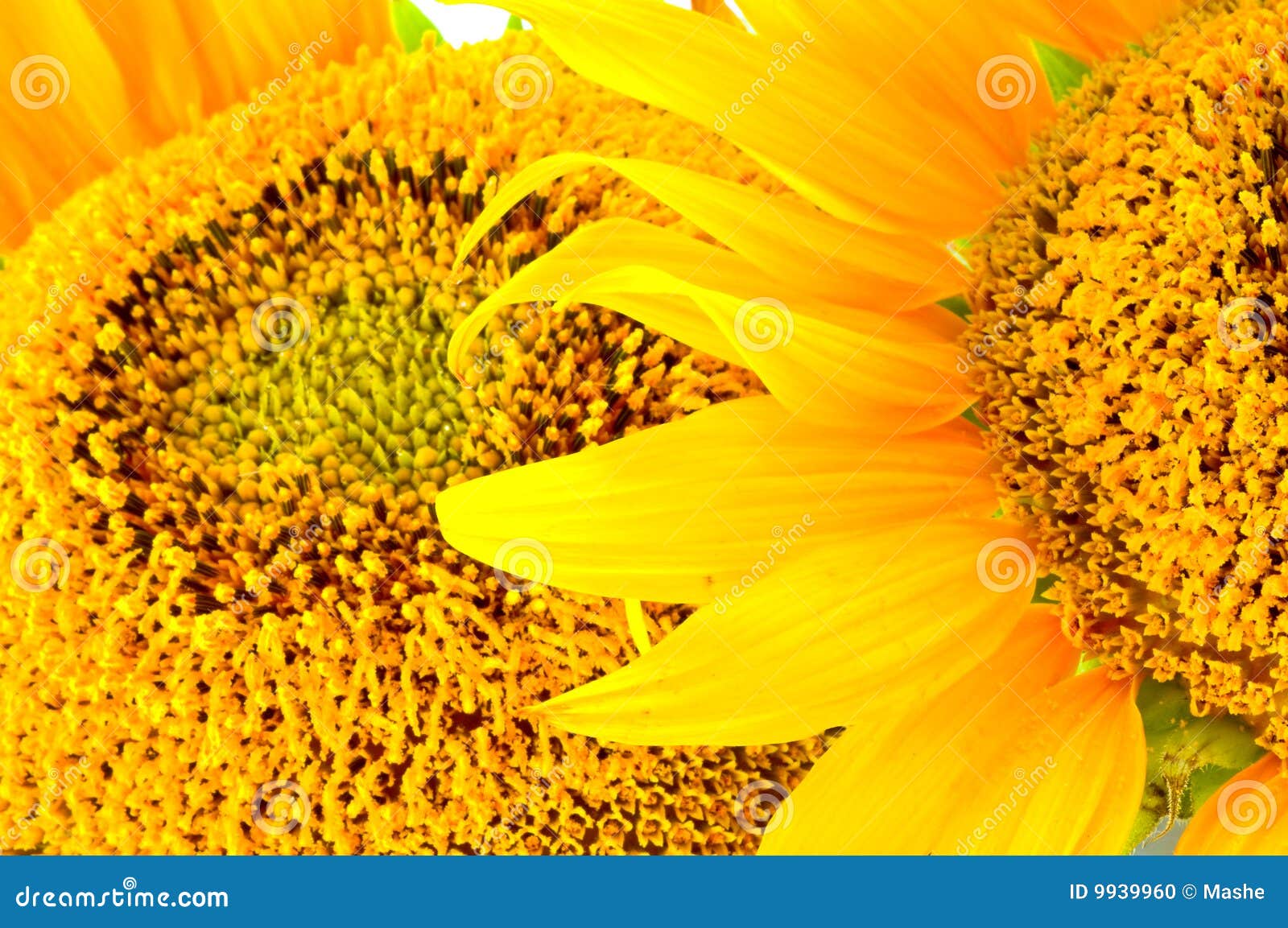 Beautiful Yellow Sunflower Petals Closeup Stock Photo - Image of ...