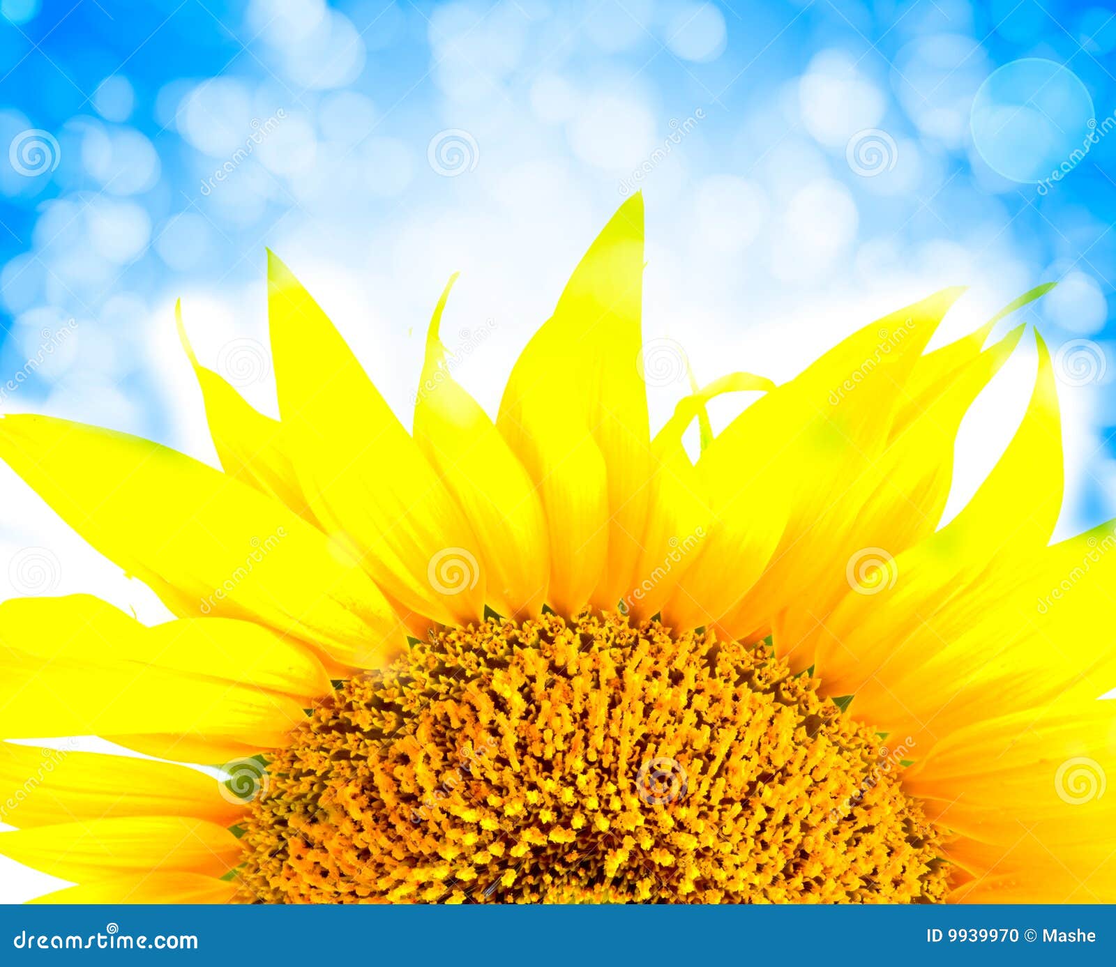 Beautiful Yellow Sunflower Petals Closeup Stock Photo - Image of macro ...