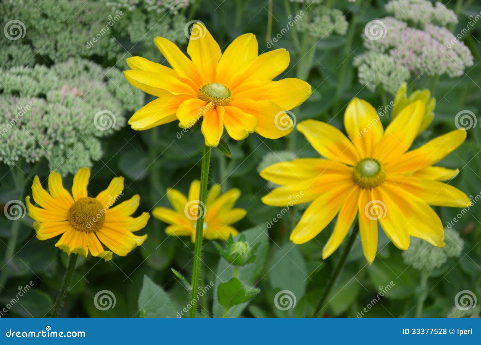 Beautiful Yellow Susan Flowers Stock Photo - Image of green, yellow ...