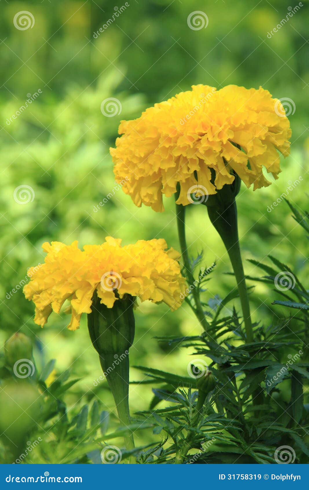 Beautiful Yellow Tagete Erecta Stock Image - Image of garden, plant ...