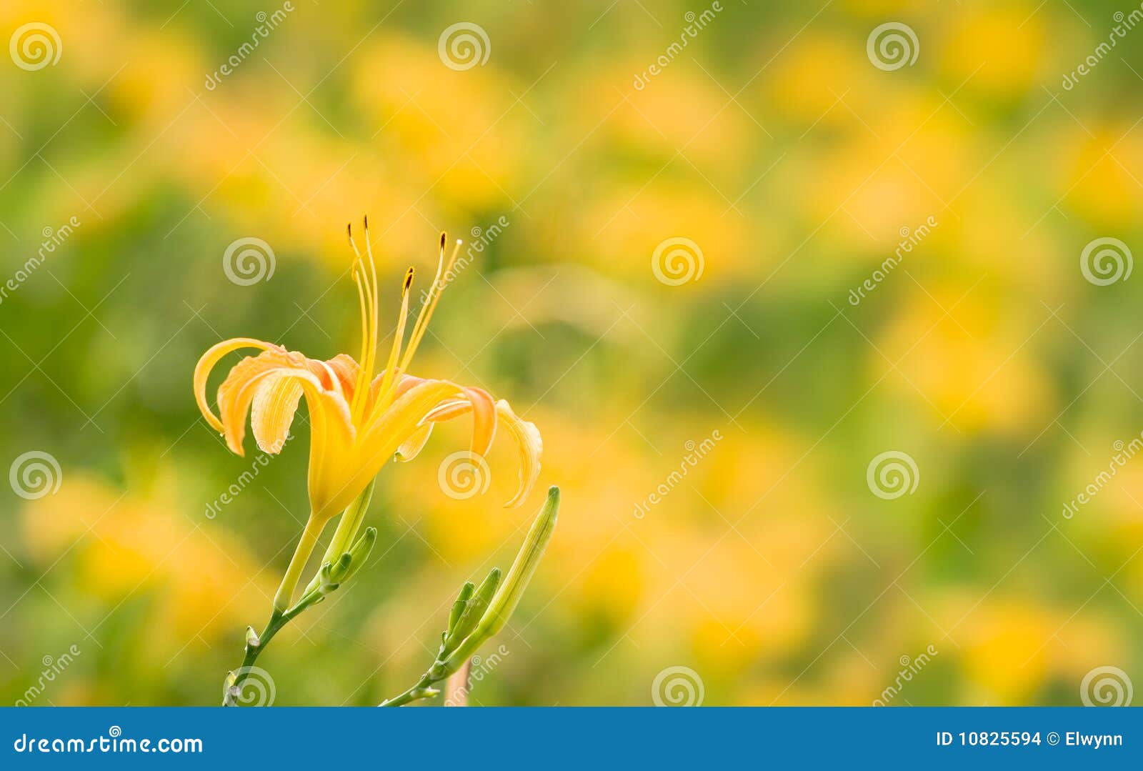Beautiful Yellow Tiger Lily Farm Stock Photo - Image of landscape, blur ...
