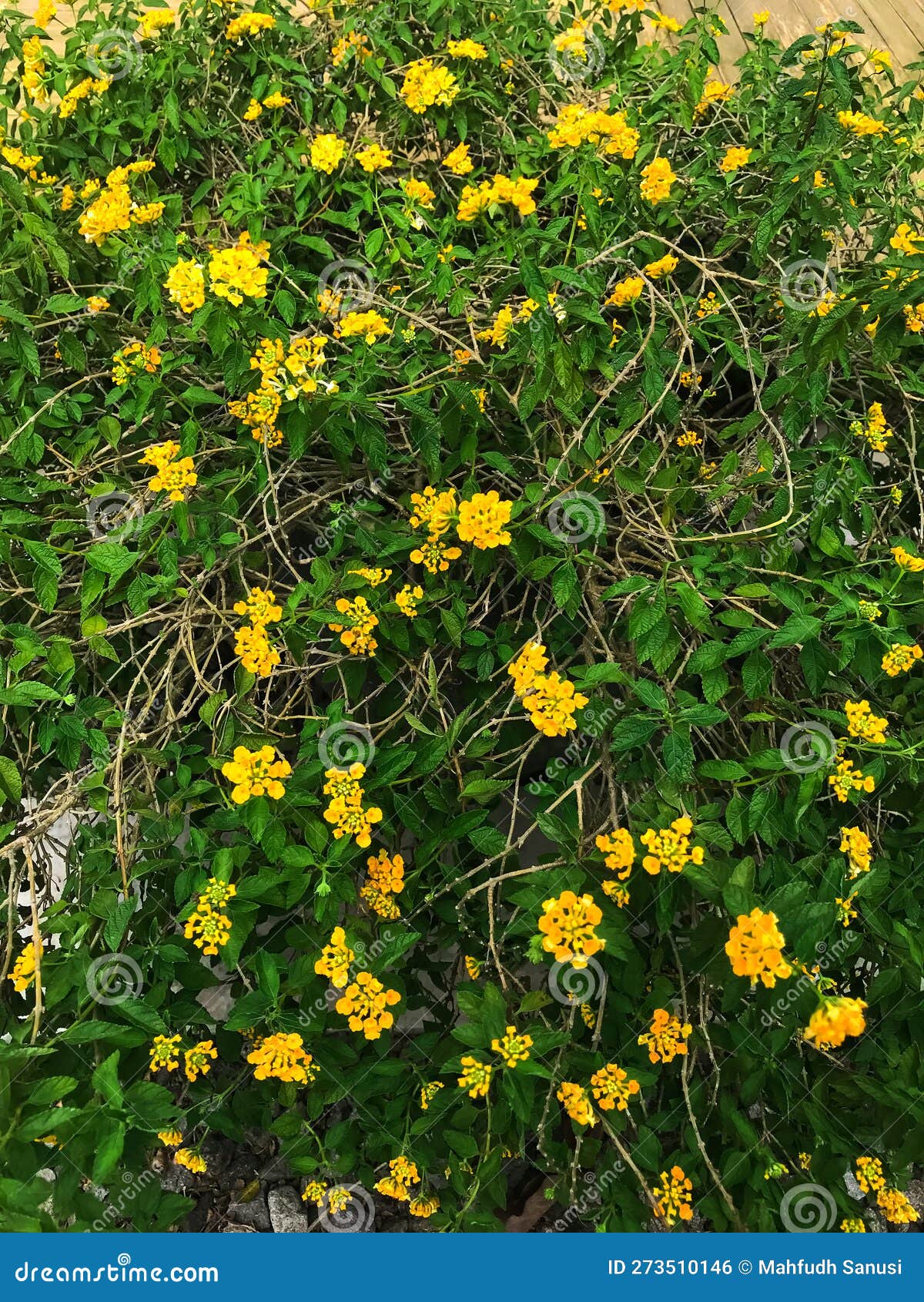 Beautiful Yellow Trailing Lantana Backdrop Stock Photo - Image of ...