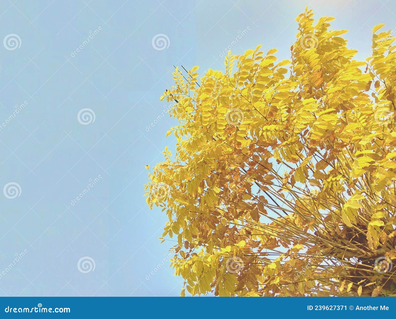 Beautiful Yellow Tree and the Blue Sky Stock Image - Image of yellow ...