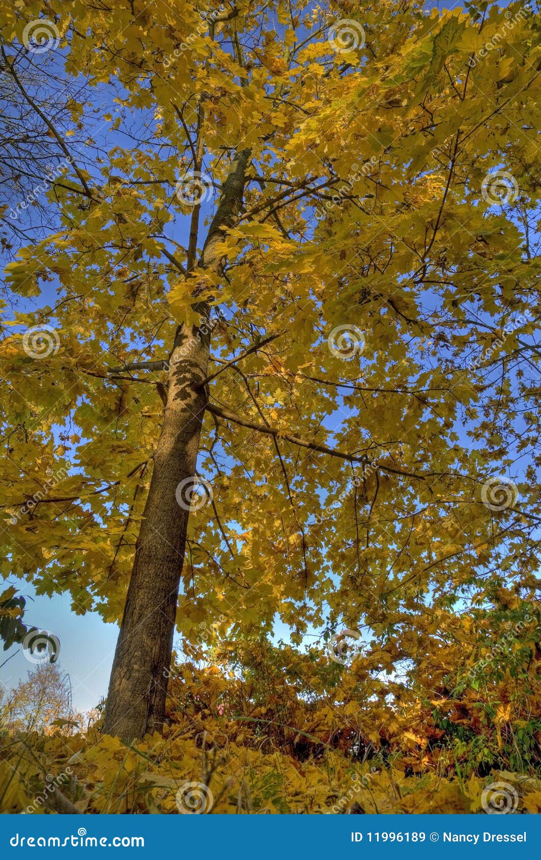 Beautiful Yellow Tree in Fall Stock Image - Image of leave, autumn ...