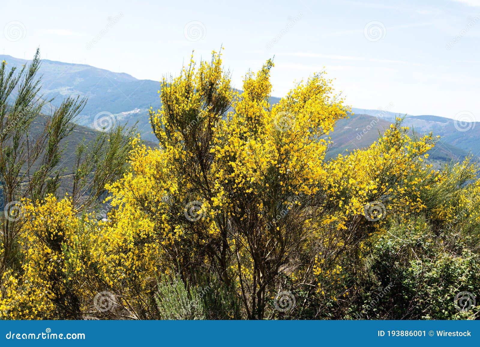 Beautiful Yellow Tree with Mountains in the Background Stock Image ...